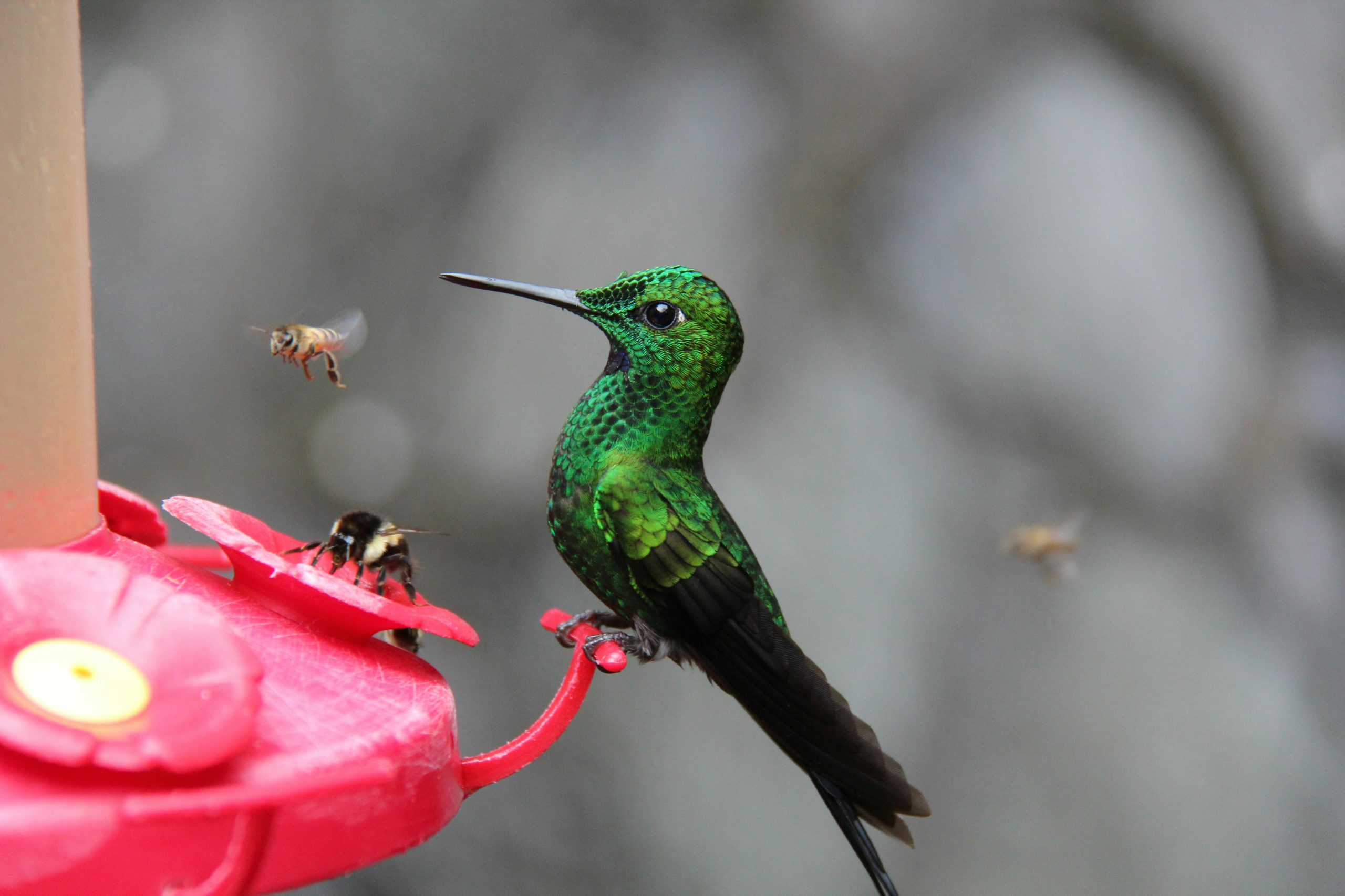 Aphids, Gnats and Spiders, Oh My! | For Humming Birds Only