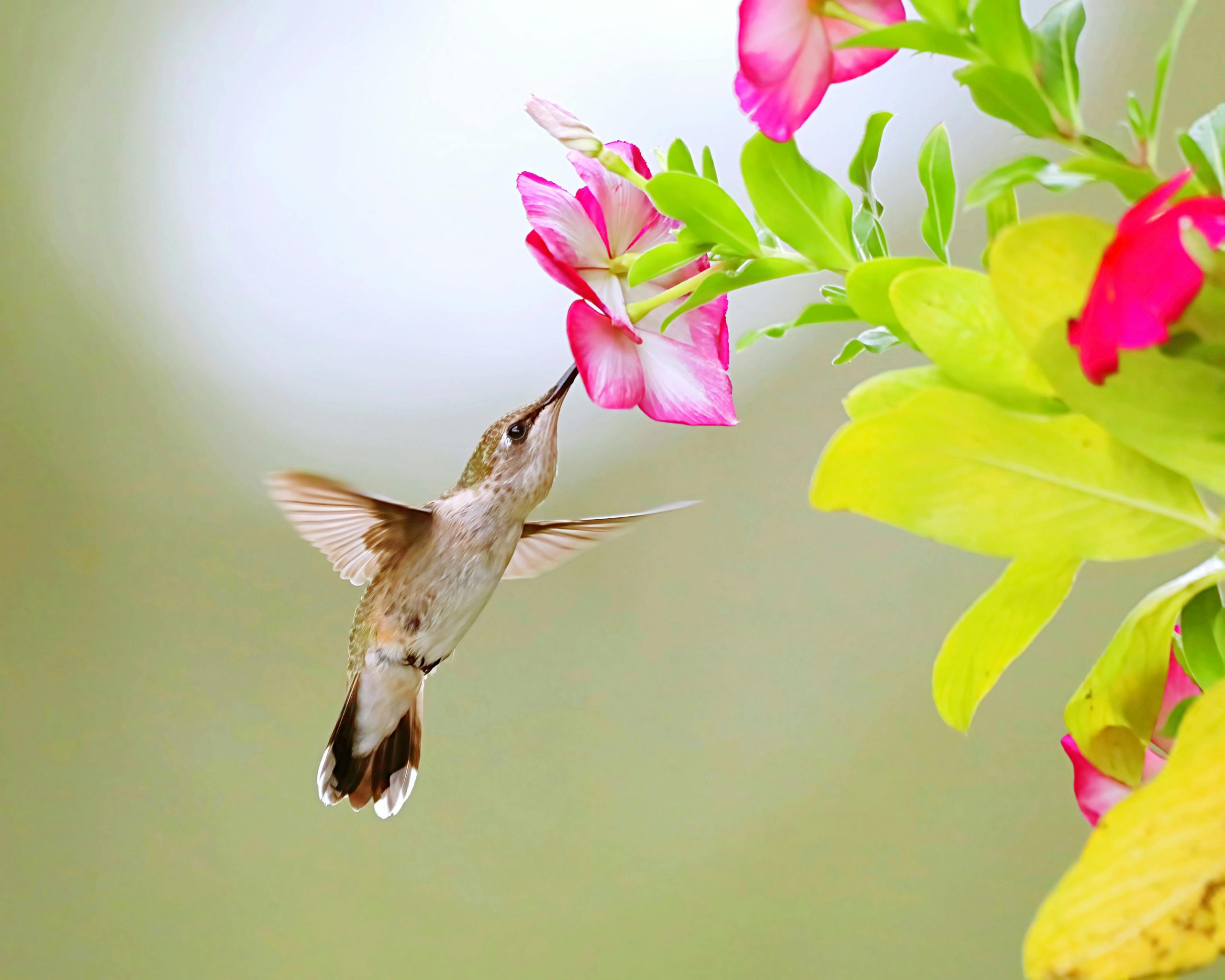 The Colors Hummingbirds See That Humans Can’t | For Humming Birds Only