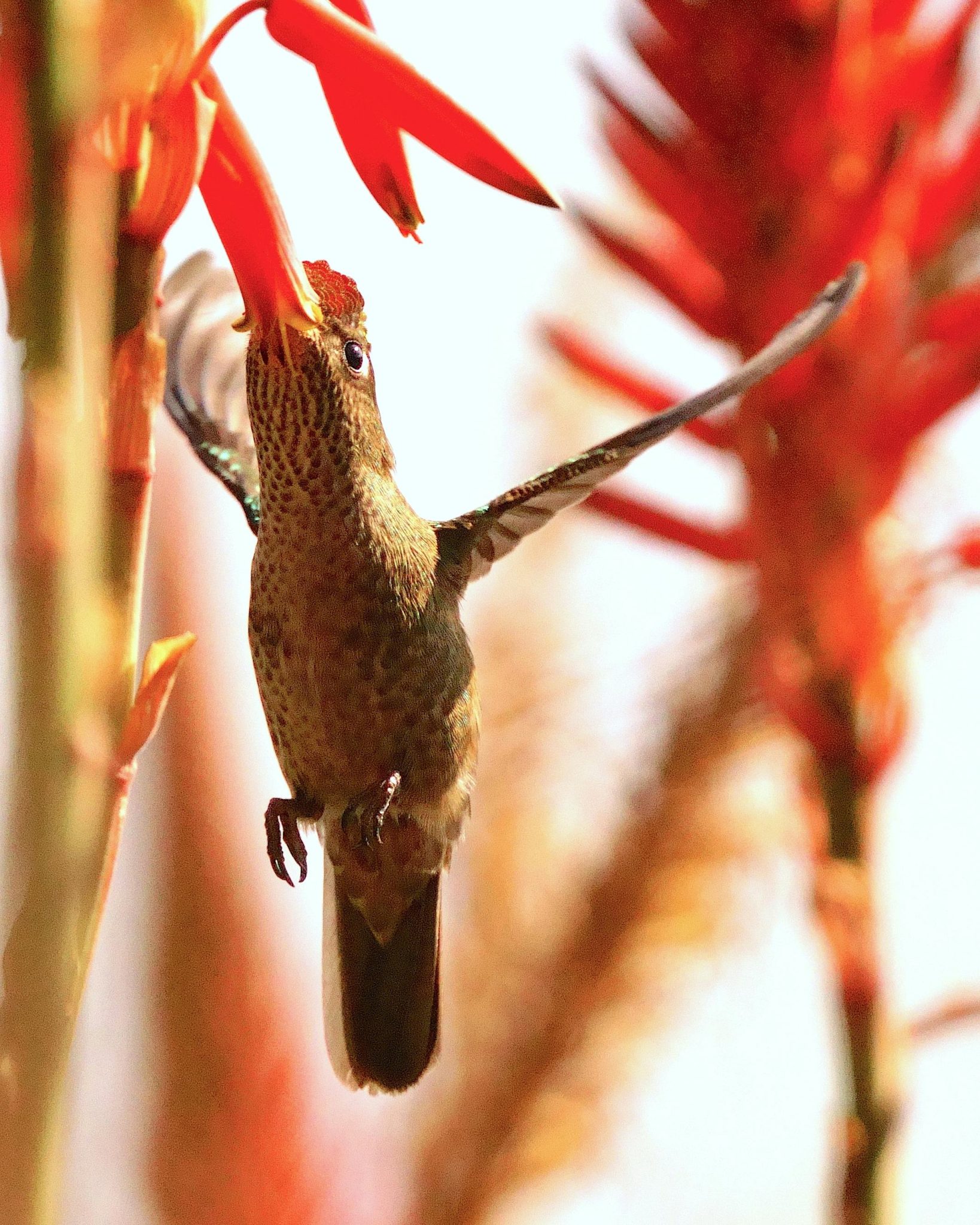 How to Photograph Hummingbirds in Your Yard | For Humming Birds Only